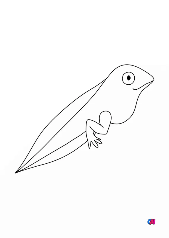 Coloriages d'animaux à imprimer - Un têtard