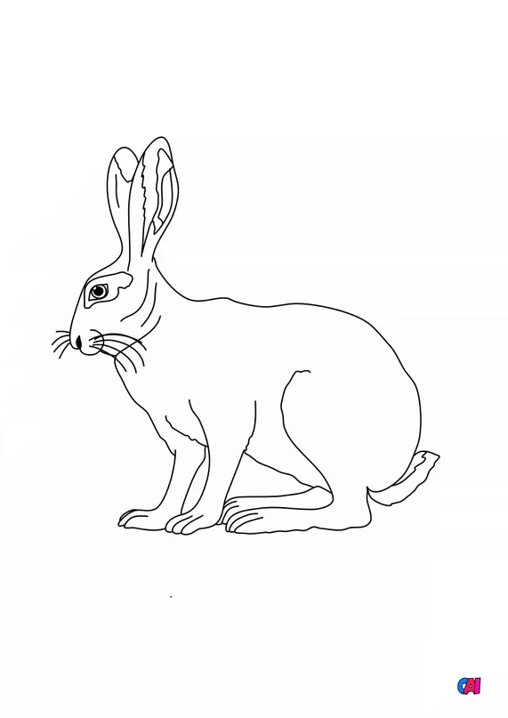 Coloriages d'animaux à imprimer - Lièvre