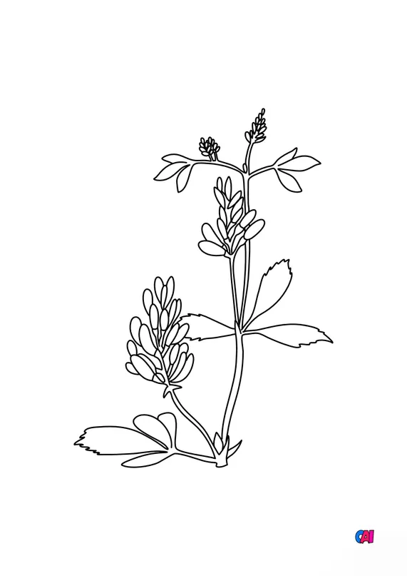 Coloriage de fleurs à imprimer - Luzerne