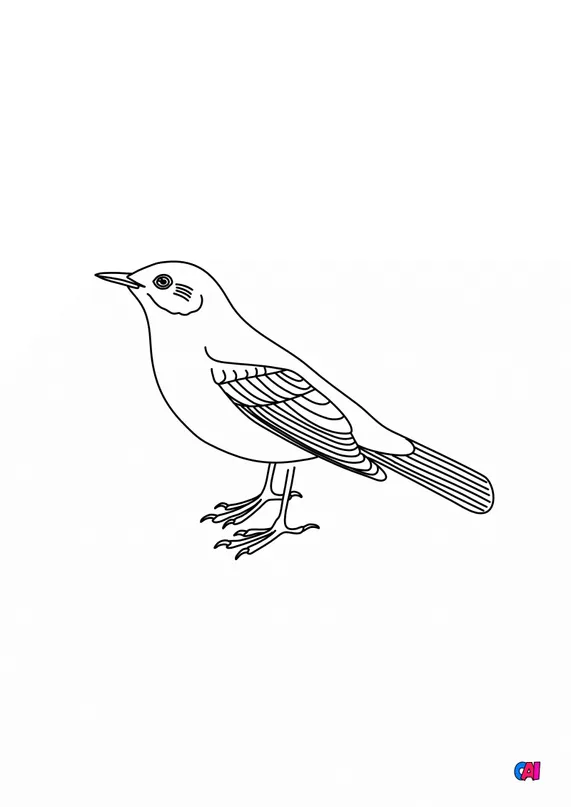 Coloriage d'oiseau à imprimer - Merle noir