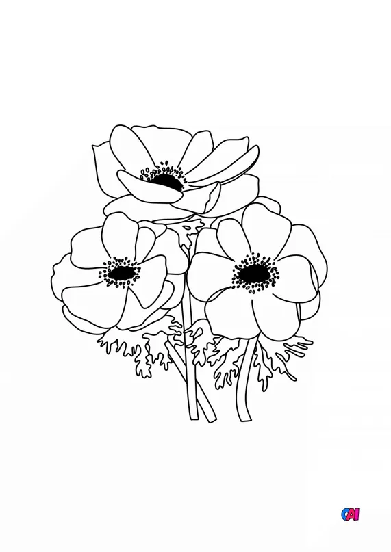 Coloriage de fleurs à imprimer - Anémone