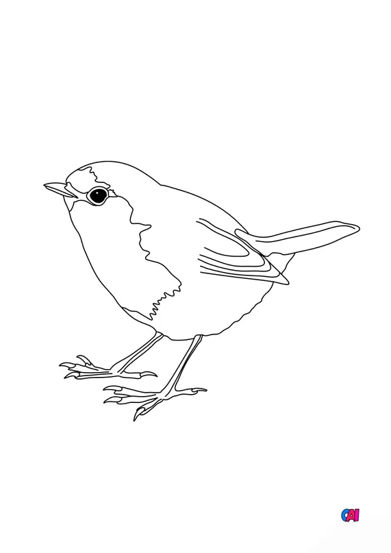 Coloriage d'oiseau à imprimer - Rouge gorge