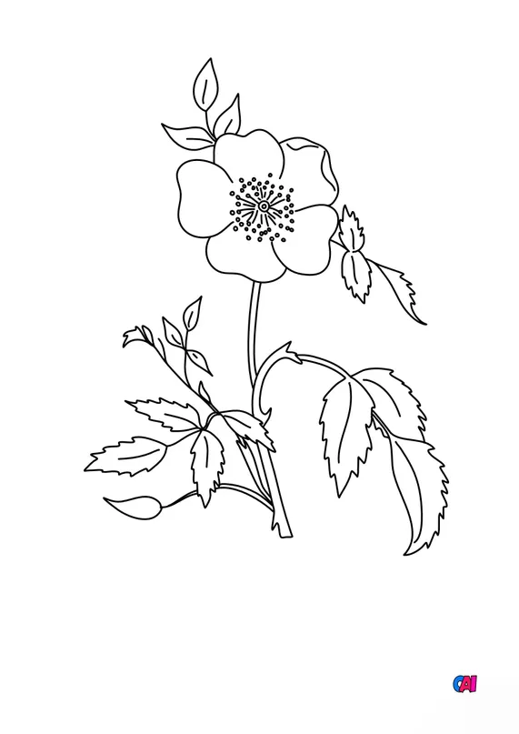 Coloriage de fleurs à imprimer - Eglantine
