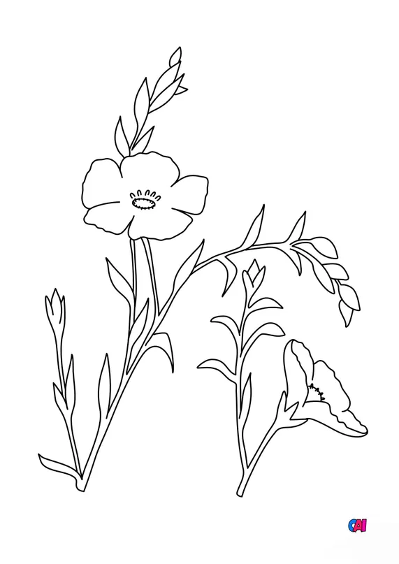 Coloriage de fleurs à imprimer - Lin